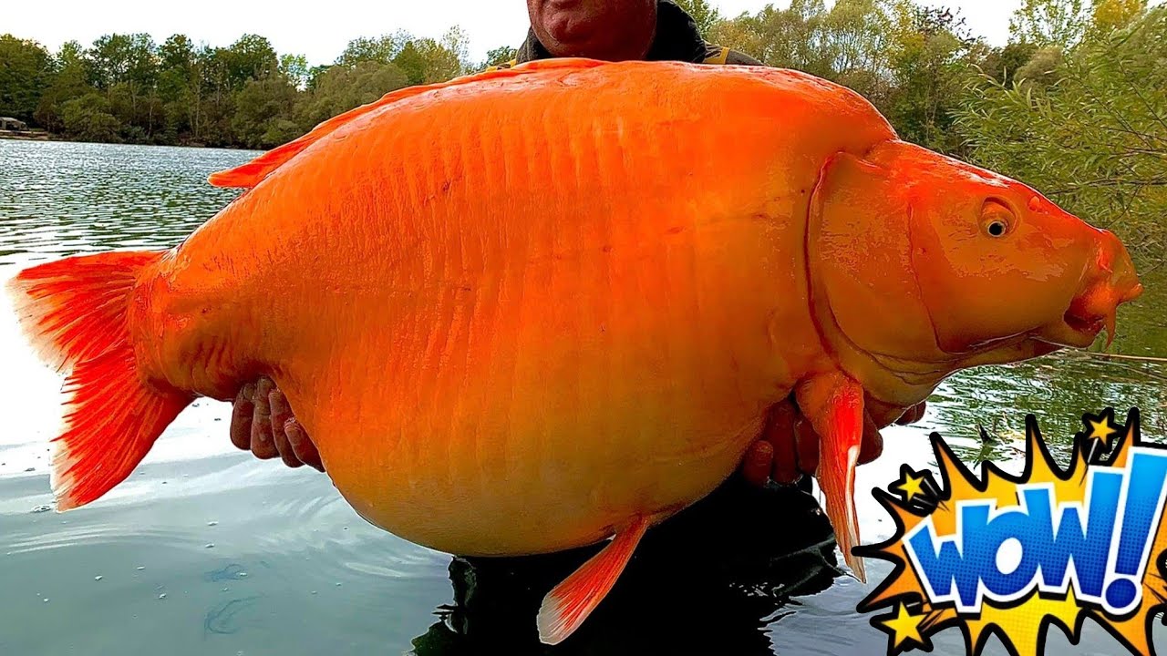 67 Pound Goldfish Caught in France! Woe! - YouTube