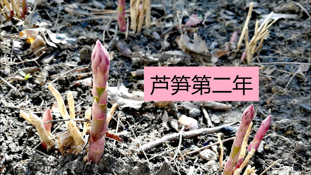 历时两年的种芦笋日记 My asparagus patch is two years old. - YouTube