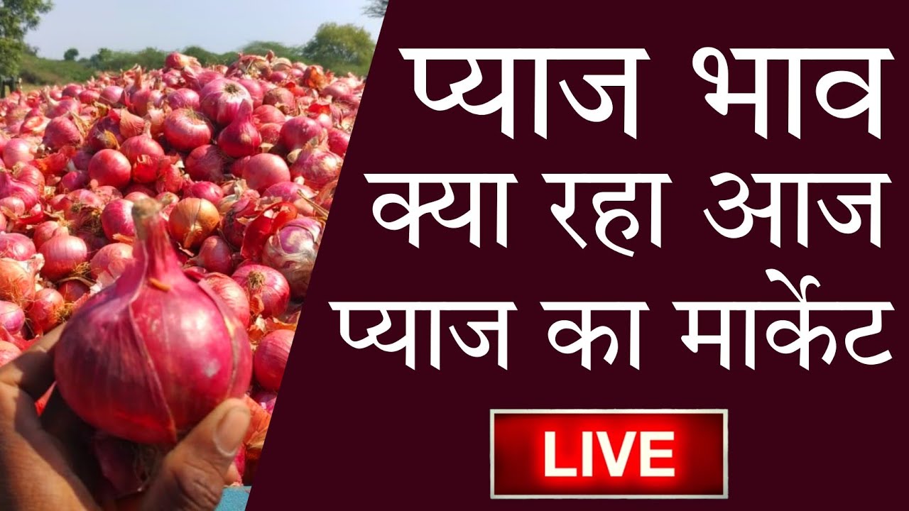 12 November 2024 aaj ka pyaj ka bhav || Ujjain mandi bhav || Ujjain ...