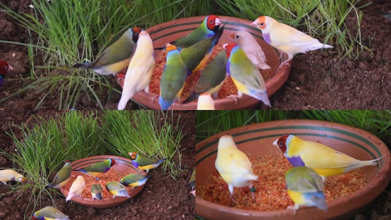 Gouldian Finches Eating Together | Beautiful Bird Feeding Time ...