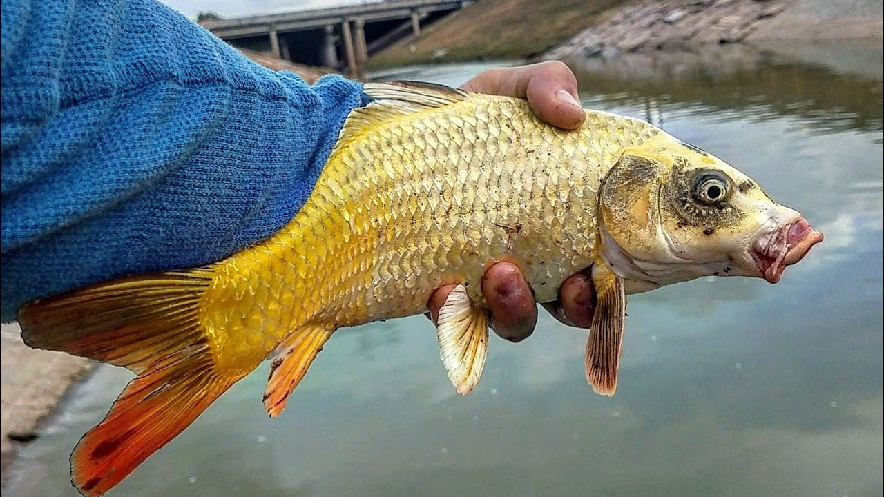 This City Bayou Is LOADED with FISH!!! - YouTube