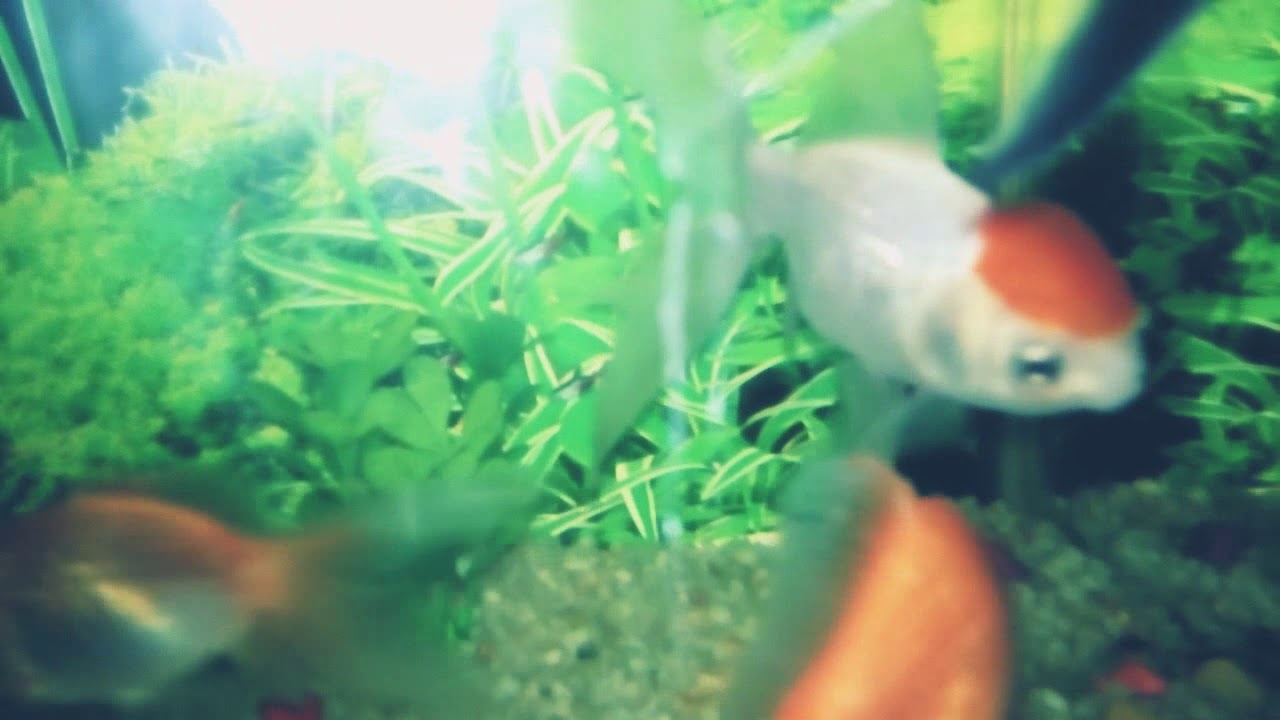 Red cap fish - YouTube