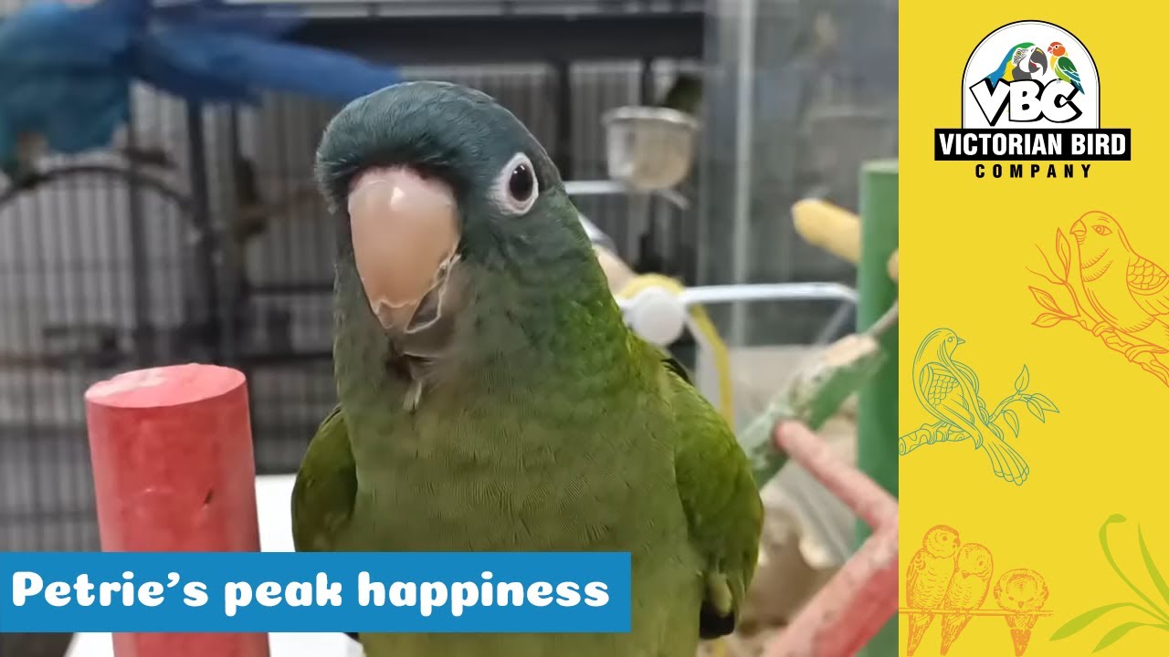 Petrie The Blue Crown Conure | Victorian Bird Co - YouTube