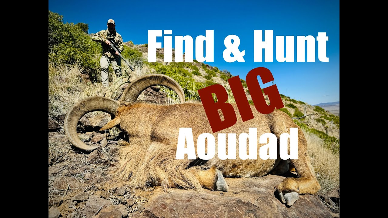 How to Find, Field-Score & Kill Big Aoudad - YouTube