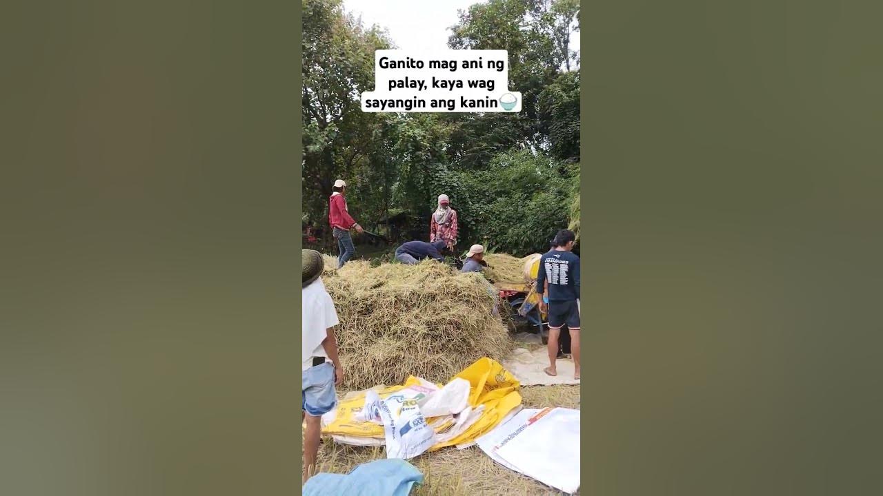 Proud ka dapat na anak ka ng magsasaka dahil hindi kayo nagugutom🍚🌾 #bukid #bukidlife # ...