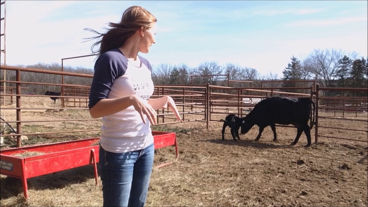 Farm Girl Friday #37-Adorable calf with Leg Cast - YouTube