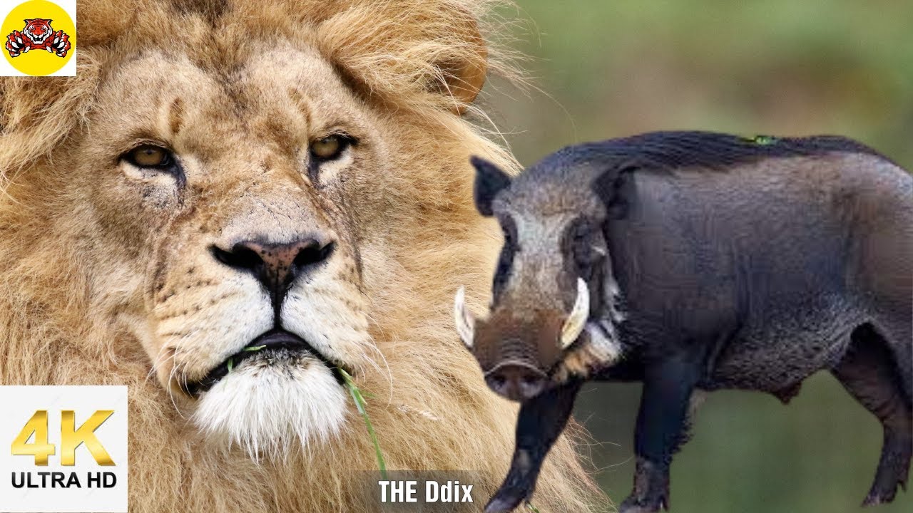 Lightning-fast wild boar hunting moment of a pair of lions/#shorts / # ...