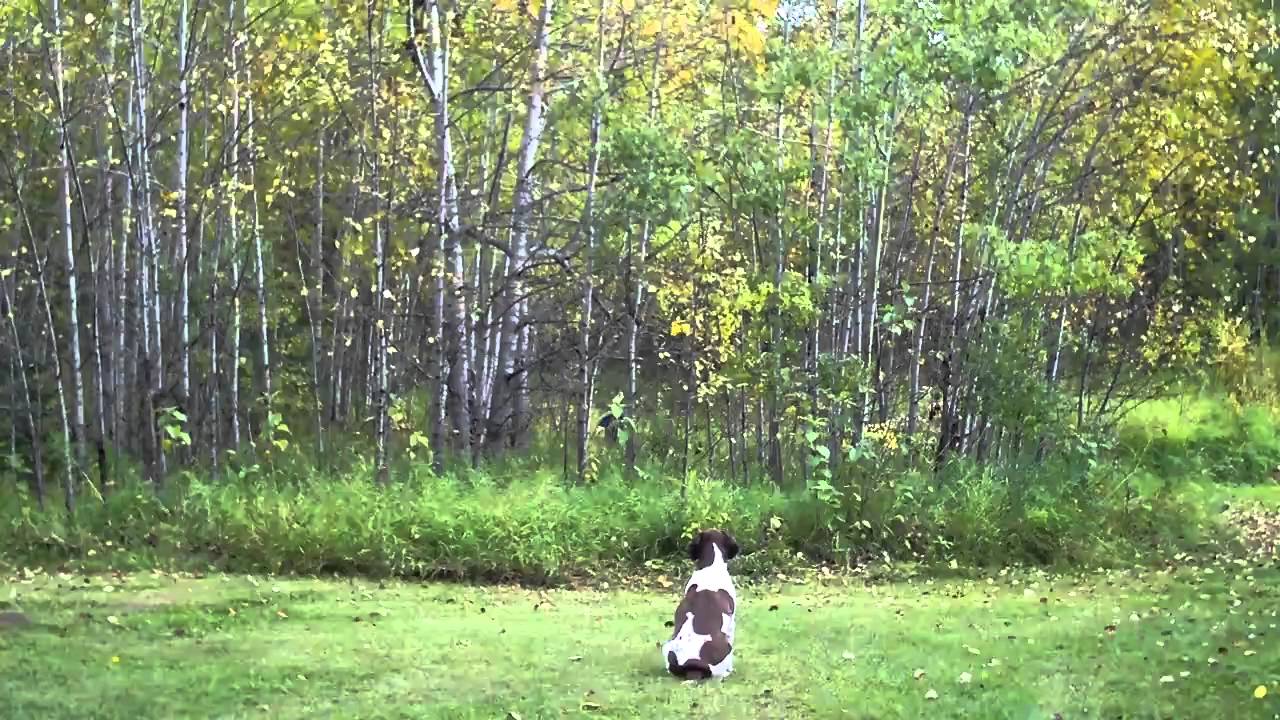 predator fall grey top, ASAT bottoms - YouTube