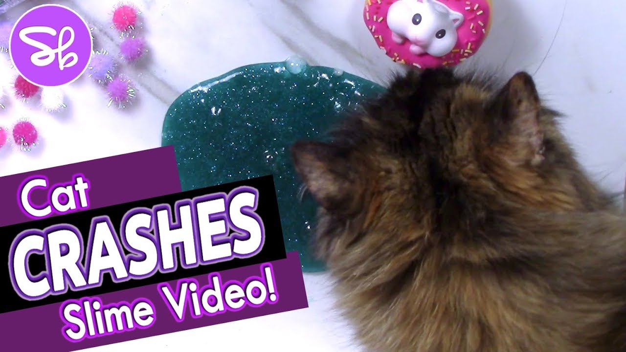Cat CRASHES Slime Video! Cat-isfying Music Cat Slime Video - YouTube