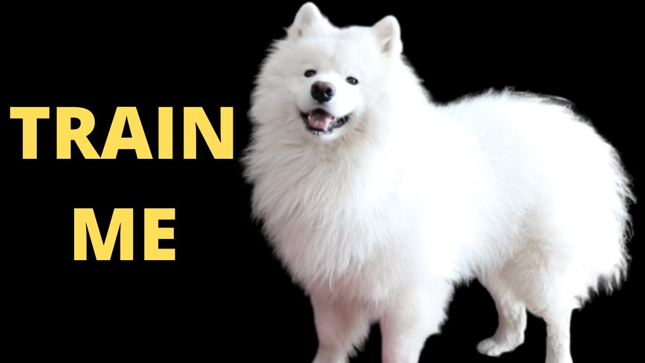 So You Think You Can Train A Samoyed - YouTube