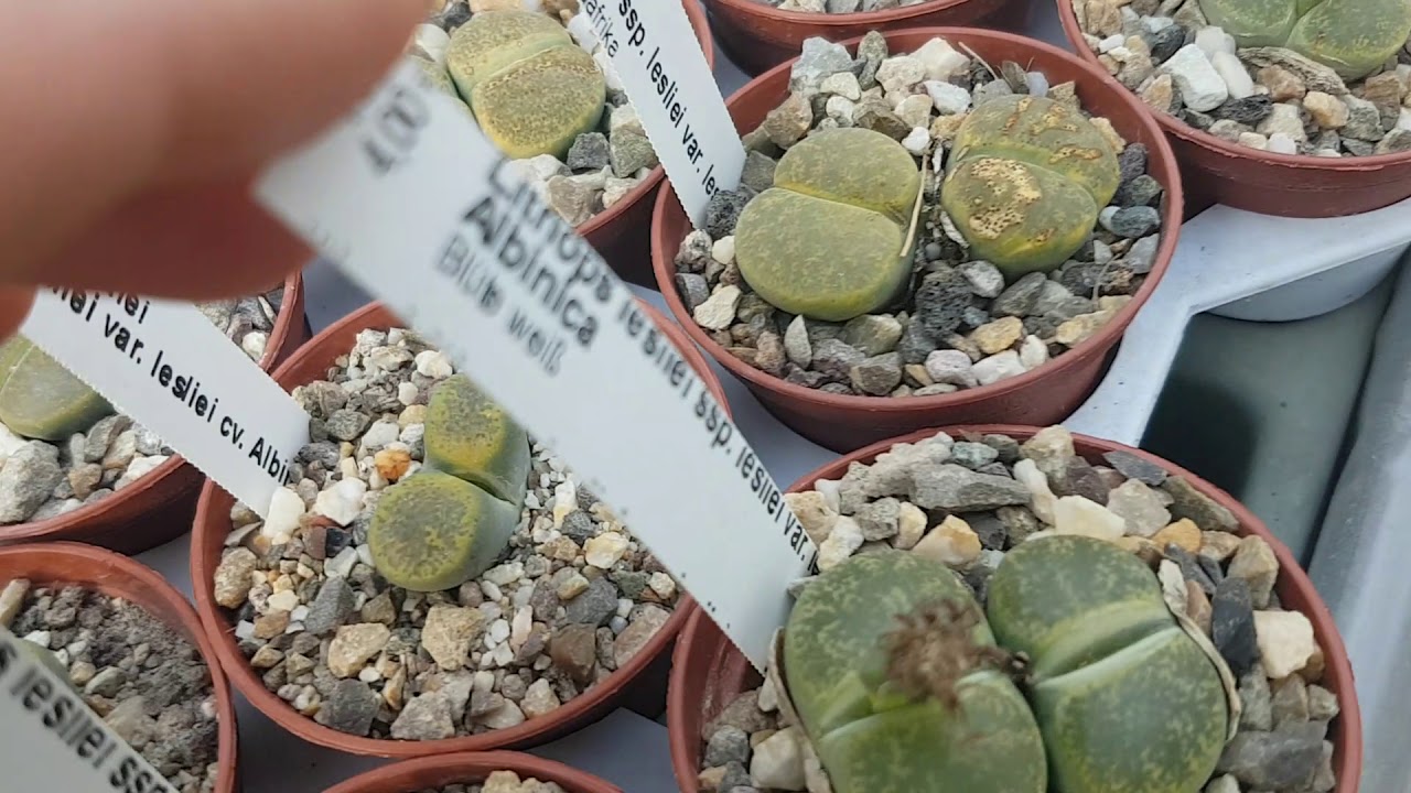 Литопсы в теплице,названия.А вы уже купили литопс?Lithops.369 - YouTube
