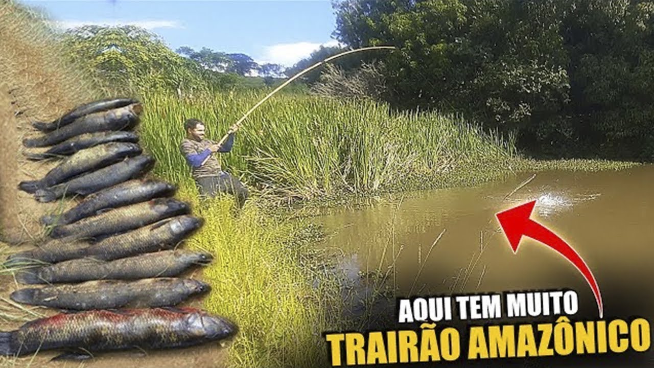 Pesqueiro Abandonado Cheio de Trairão Amazonico - YouTube