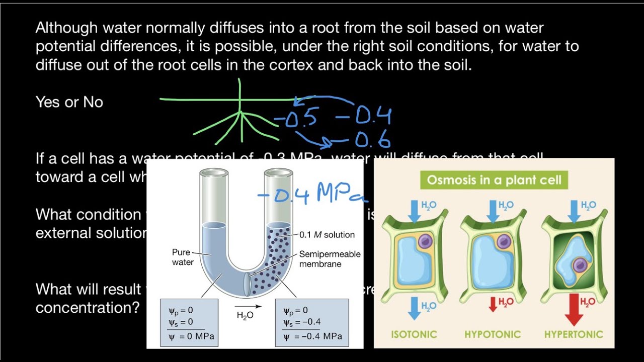 Water potential Exam questions - YouTube