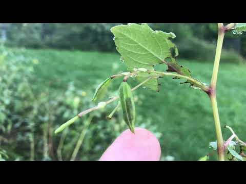 A Jewelweed seed pod exploding in slow motion - YouTube