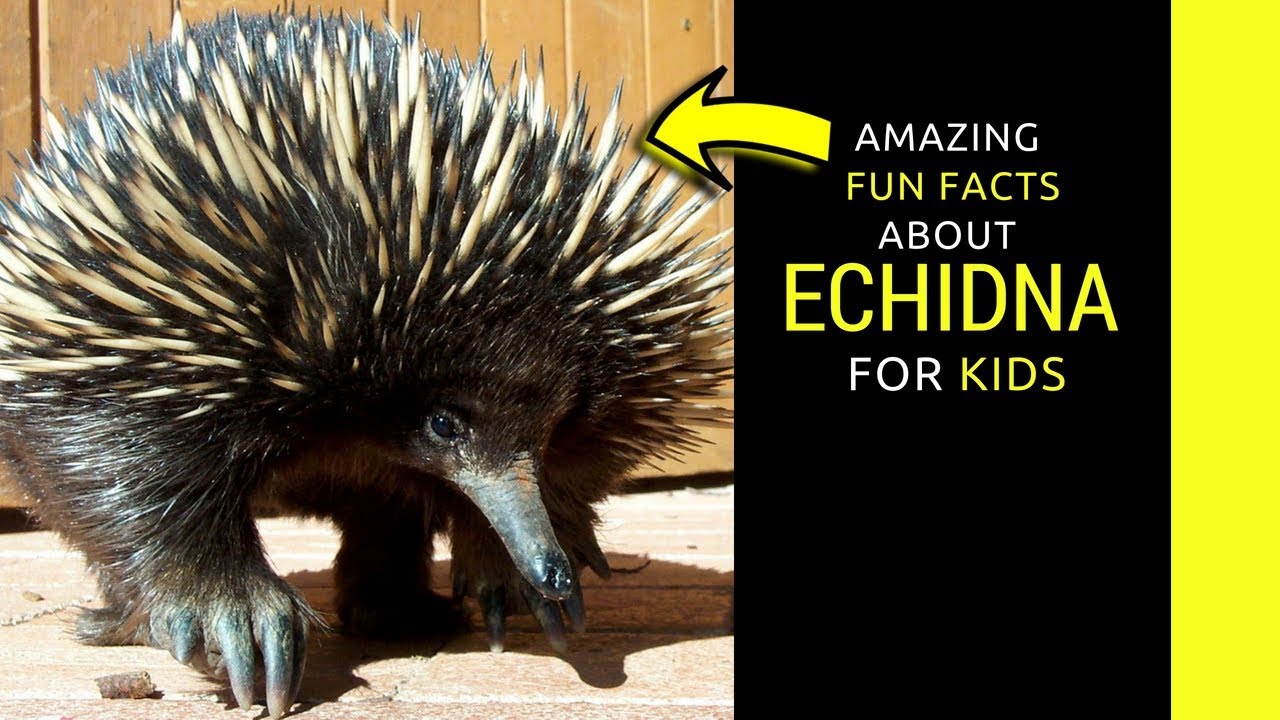 Echidna facts for kids western long beaked echidna mating habits - YouTube