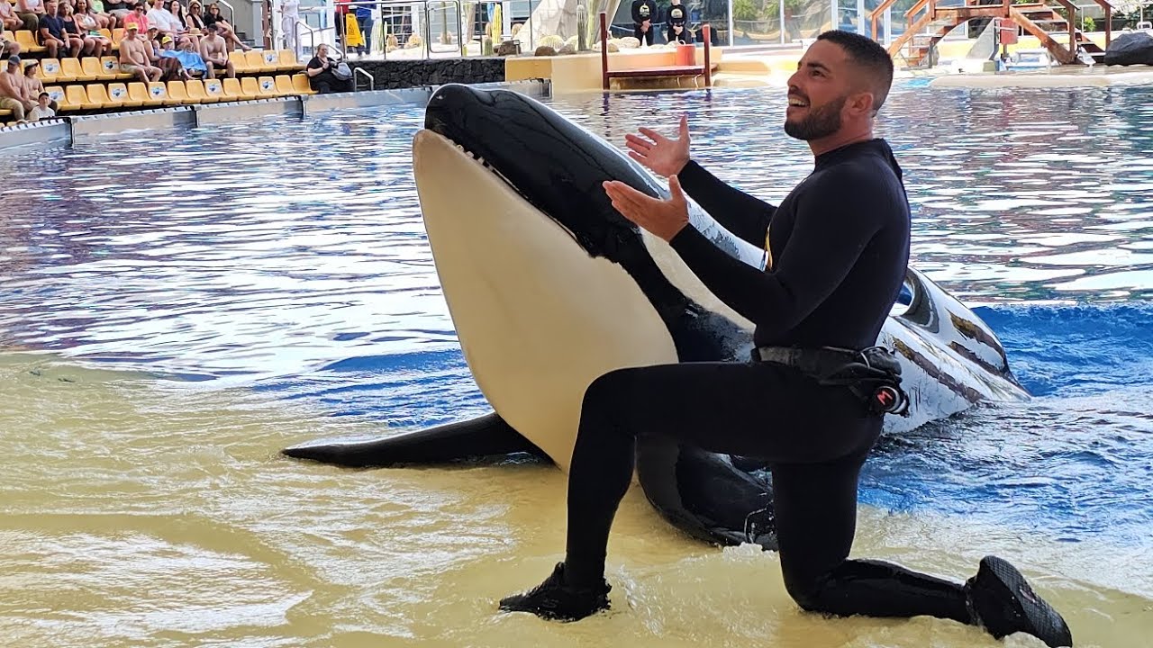 Adán & Miguelito, 04.04.2024, Loro Parque, OrcaOcean - YouTube