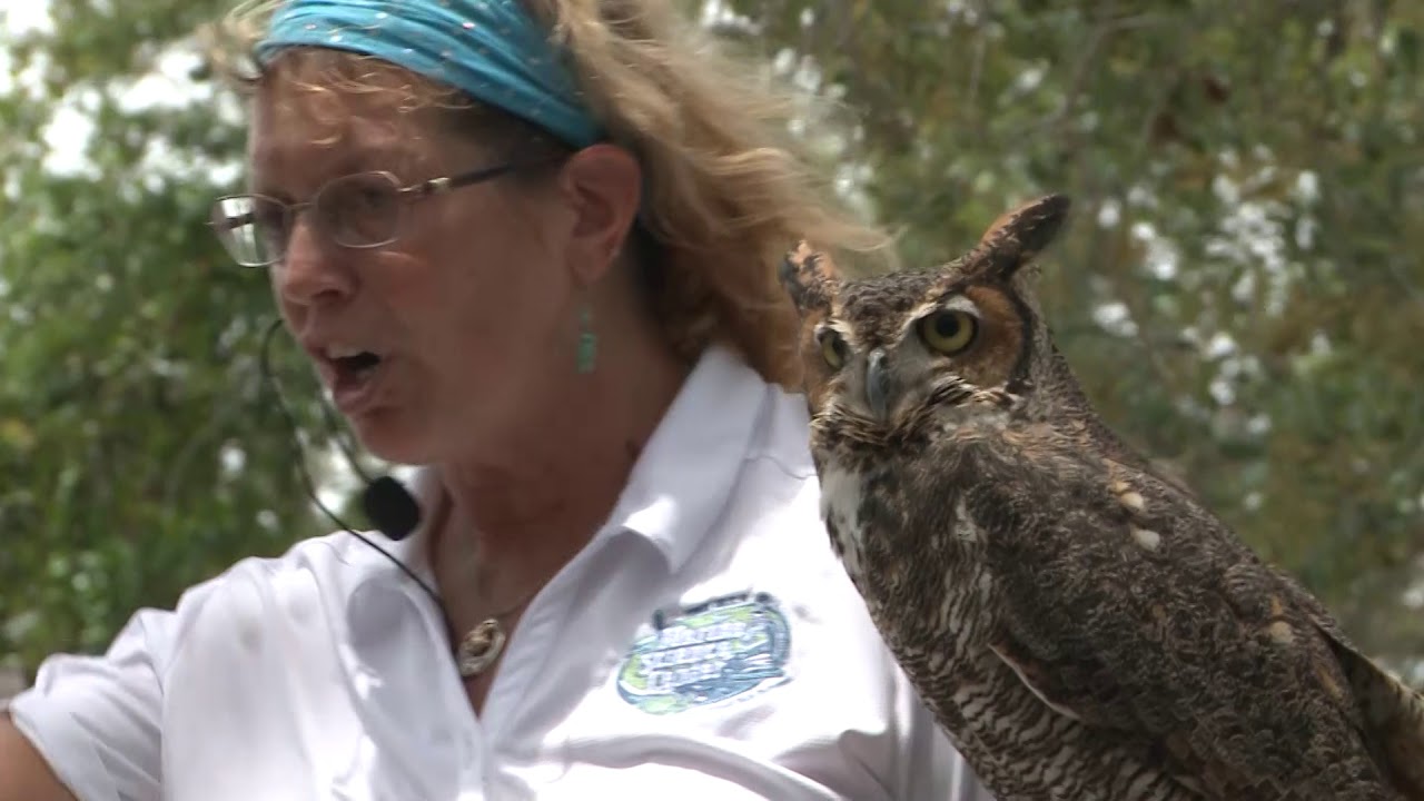 Turtle Day @ Marine Science Center in Ponce Inlet, FL - YouTube