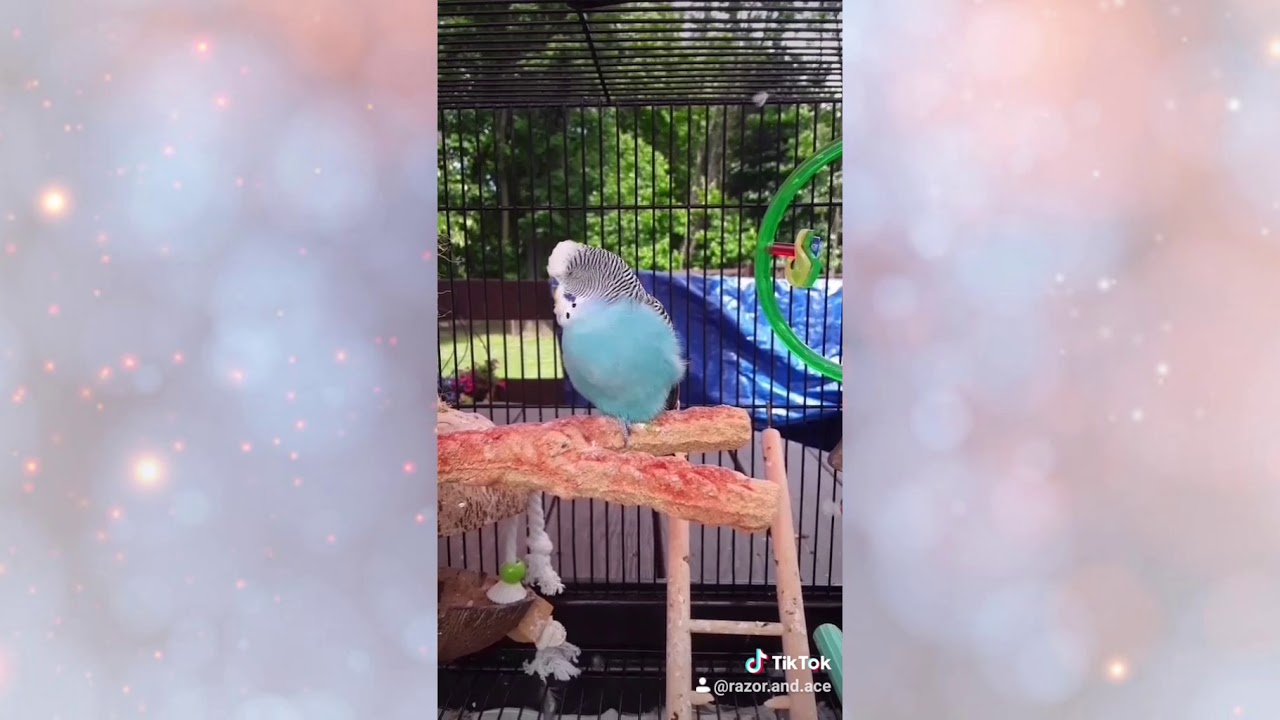 Tik Tok - #9 [Razor and Ace] - YouTube