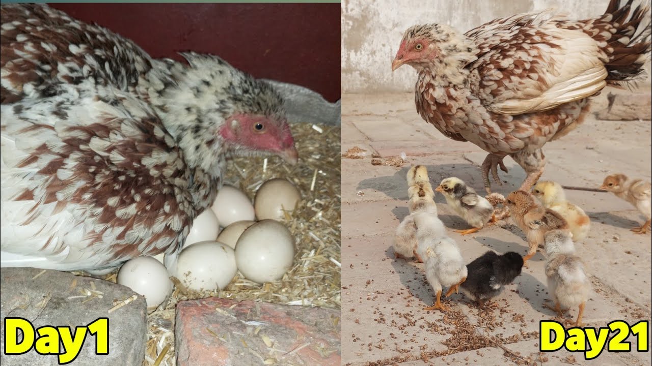 Hen Hatched All ChicksHen Hatched13 chicks from 13 eggs Aseel ...