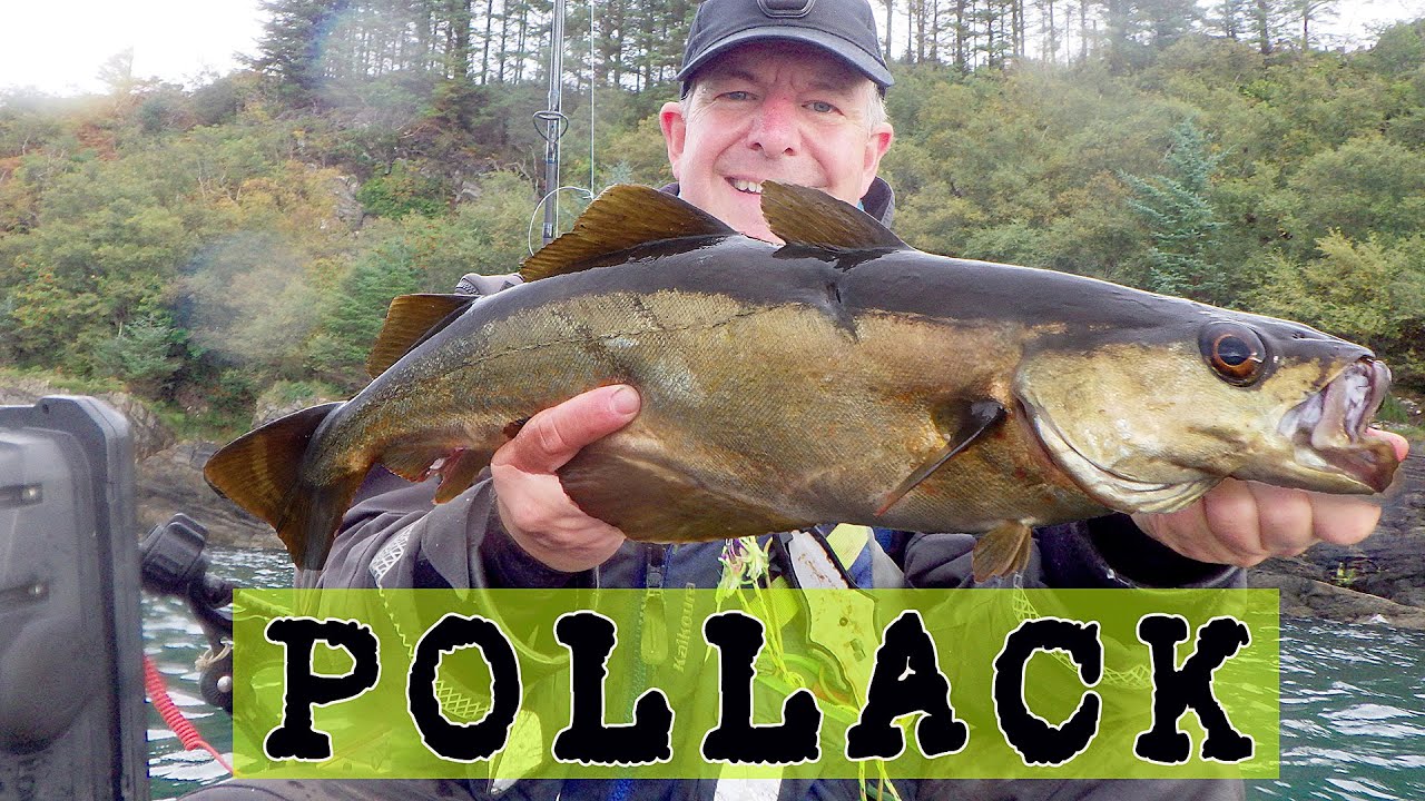 How to catch big Pollack - YouTube