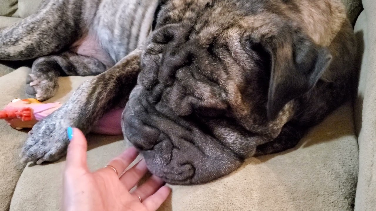 Sharpie/English bulldog mix playing with her toys - YouTube