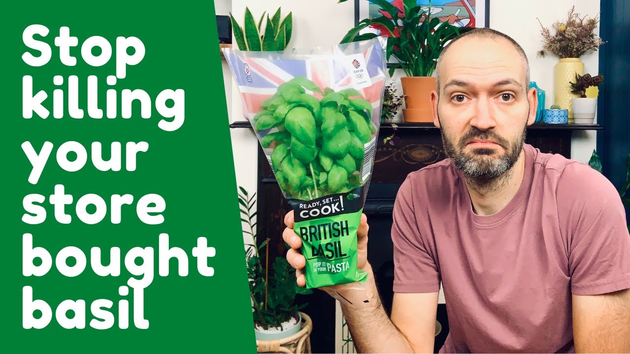 Keep Your Store Bought Basil Alive - YouTube