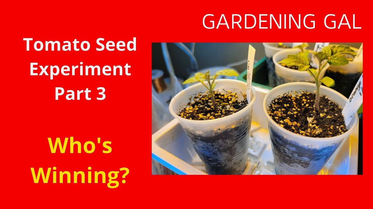 Planting Tomato Seeds Experiment Part 3 - YouTube