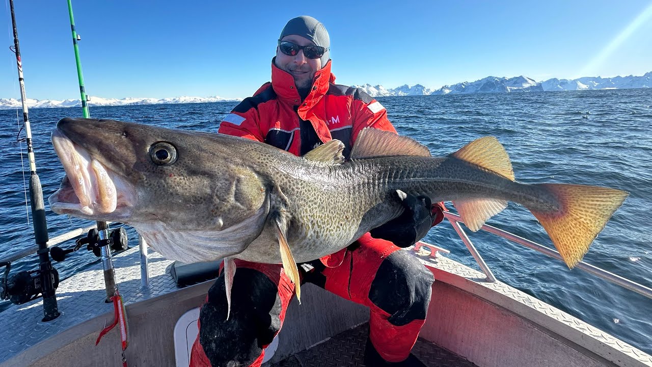 Big Cods in Norway 04, 2024 - YouTube