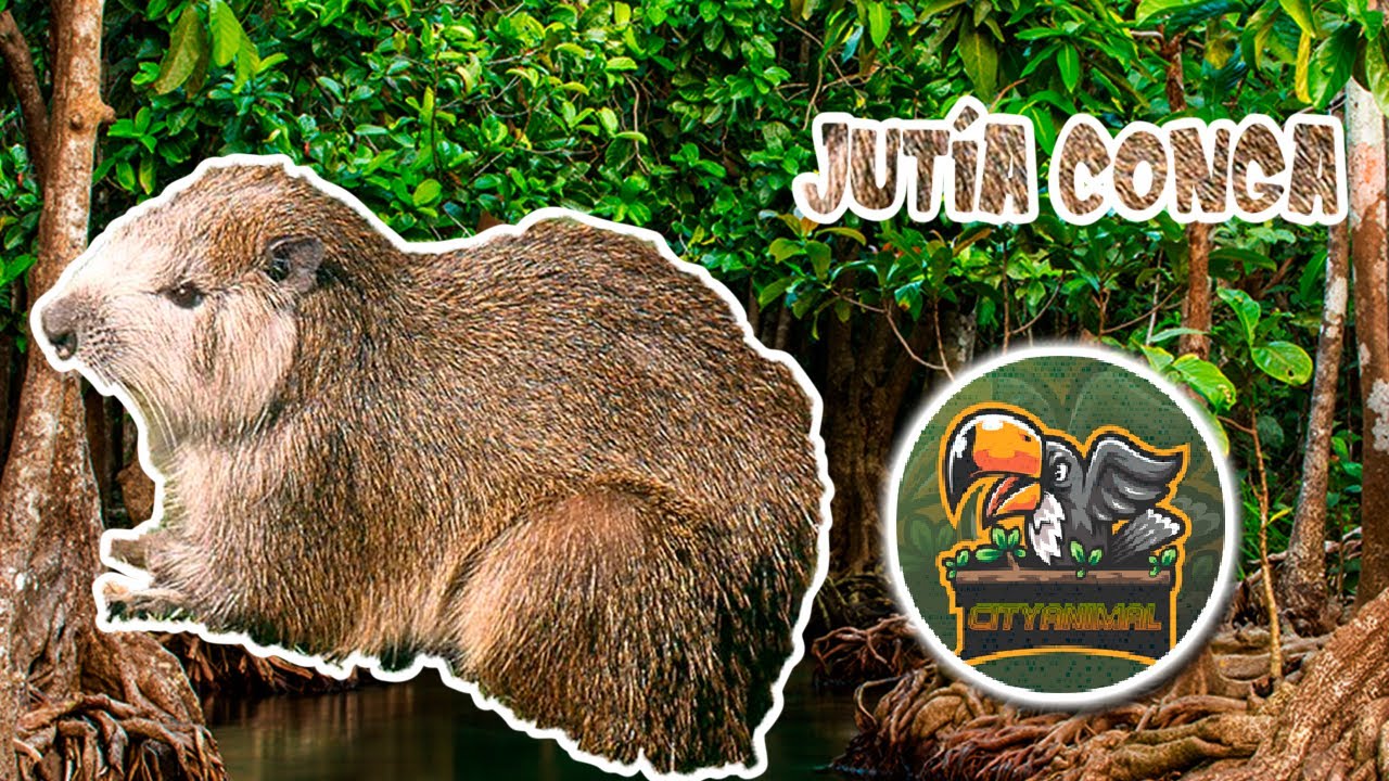 enciclopedia de animales del mundo : Jutia conga - El roedor de la ...