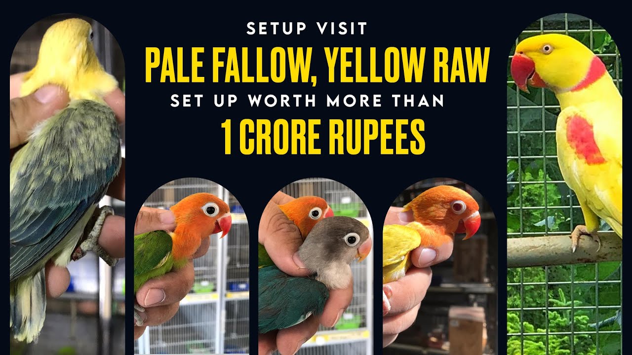 Setup Visit Pale Fallow, Yellow Raw Humble Breeder With A Set Up Worth ...
