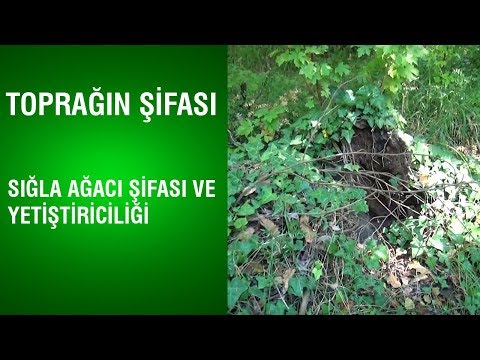 Toprağın Şifası - Sığla Ağacı Şifası ve Yetiştiriciliği