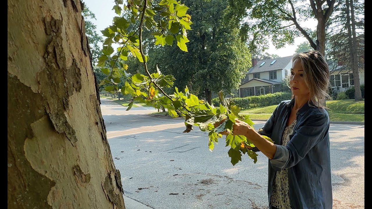 Sycamore Street Trees - YouTube