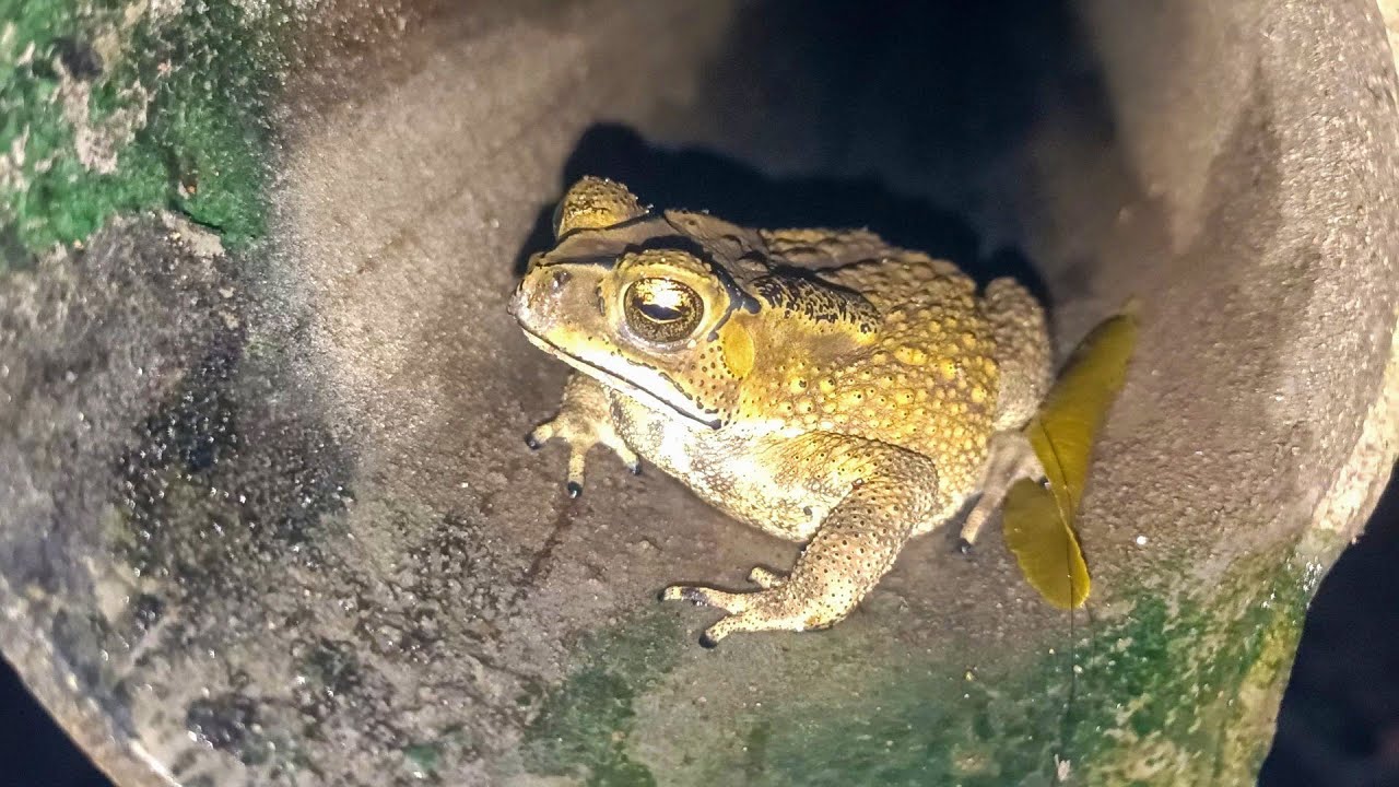 The sound of big funny frogs playing in the rock channel at night, fat ...