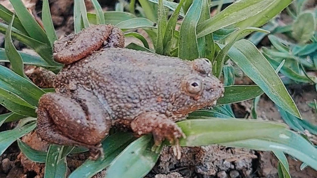 Cute frogs viral video / frog videos funny / Grass frogs / #shorts # ...