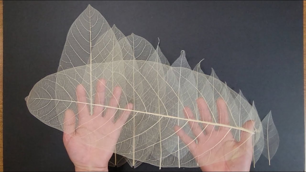 Skeleton Leaf Size : From Giant to Tiny ! - YouTube