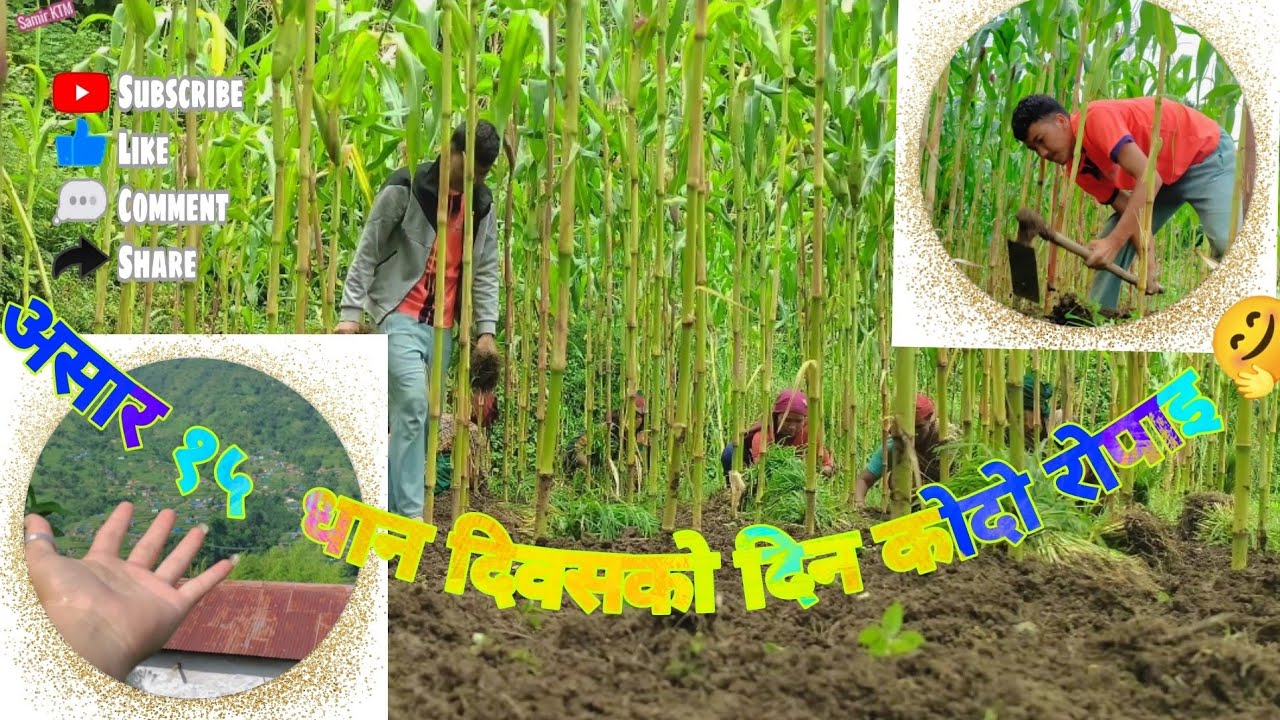 गाउँ घरै रमाइलो 😘🤗 villagers life 😘 - YouTube