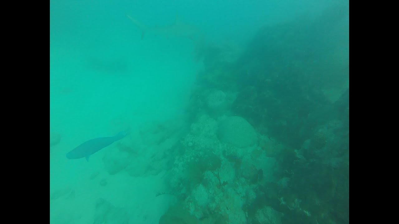 My First Good Luck Shark 🦈 (Looe Key Coral Reef) 🪸 - YouTube