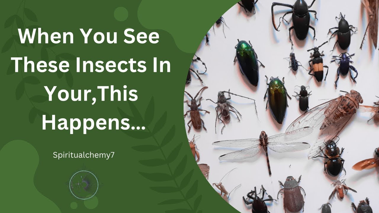 Do you know why insects appear in your home ? - YouTube