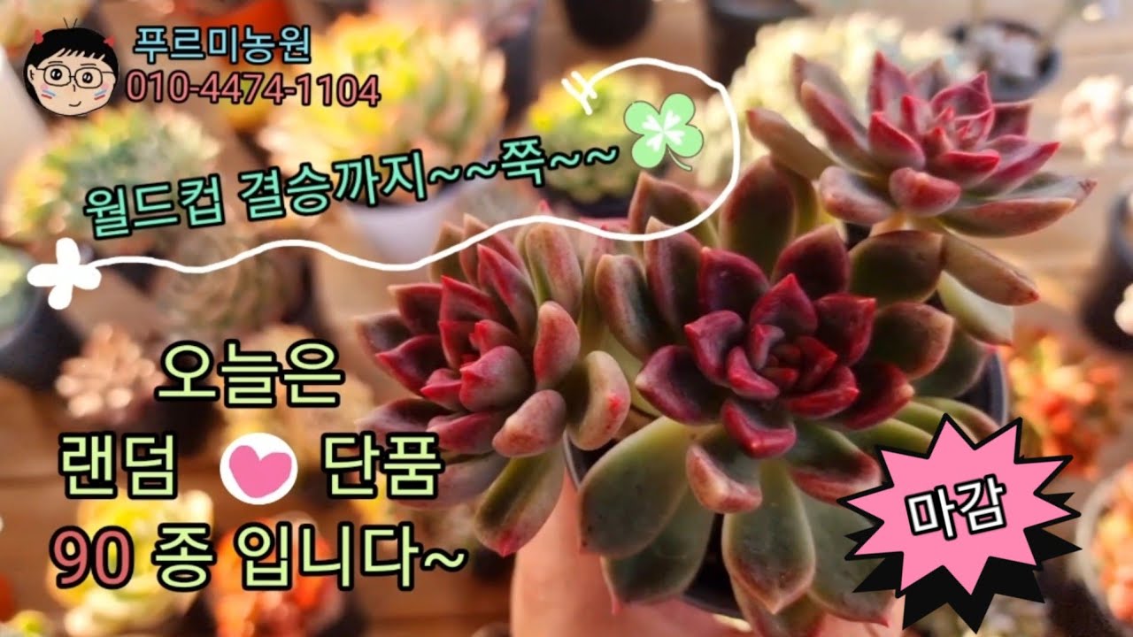 랜덤 ️단품~90종~다육판매다육식물반려식물축제비바위솔청주다육충북다육대전다육기온차공기정화식물천안다육음성다육