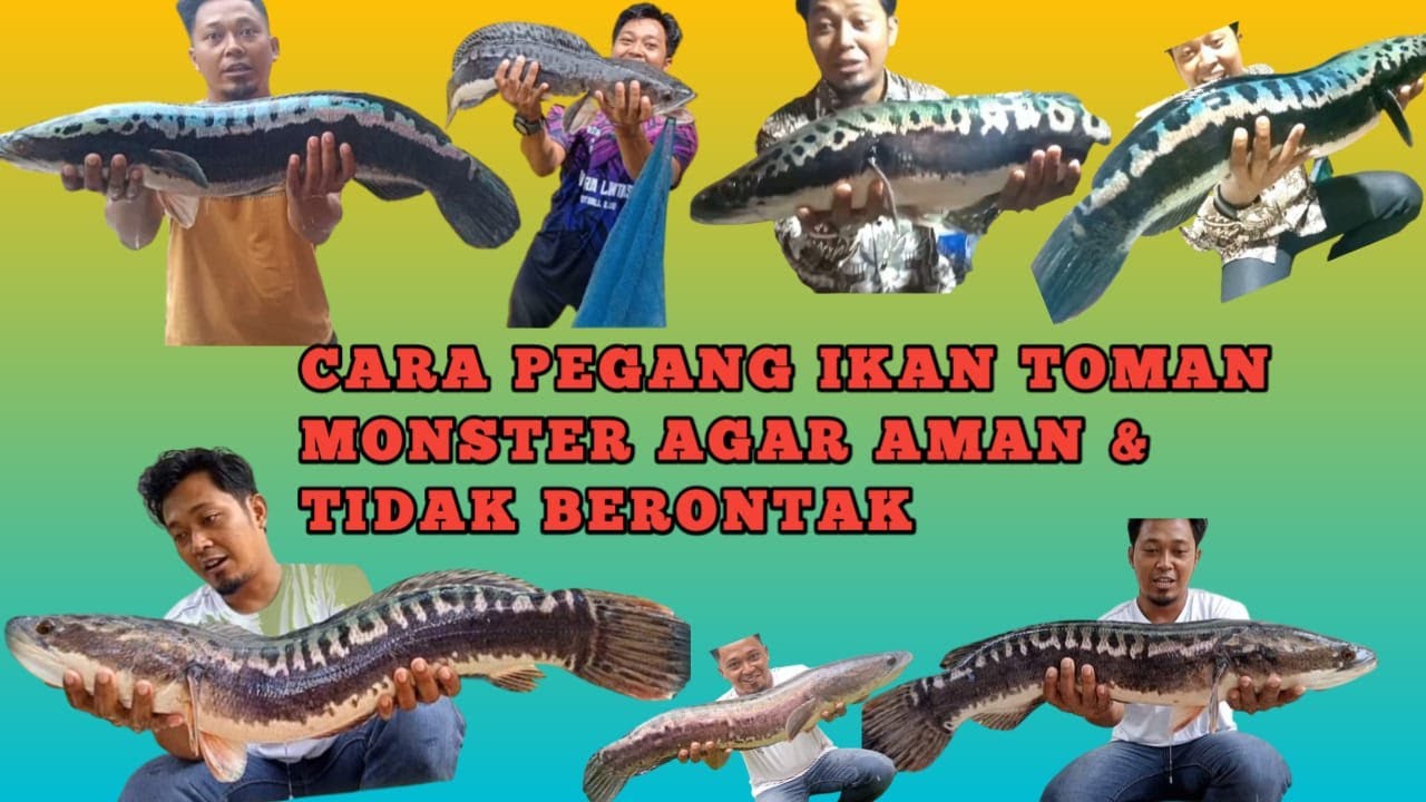 cara pegang ikan Toman agar aman dan tidak berontak saat di pindahkan # ...