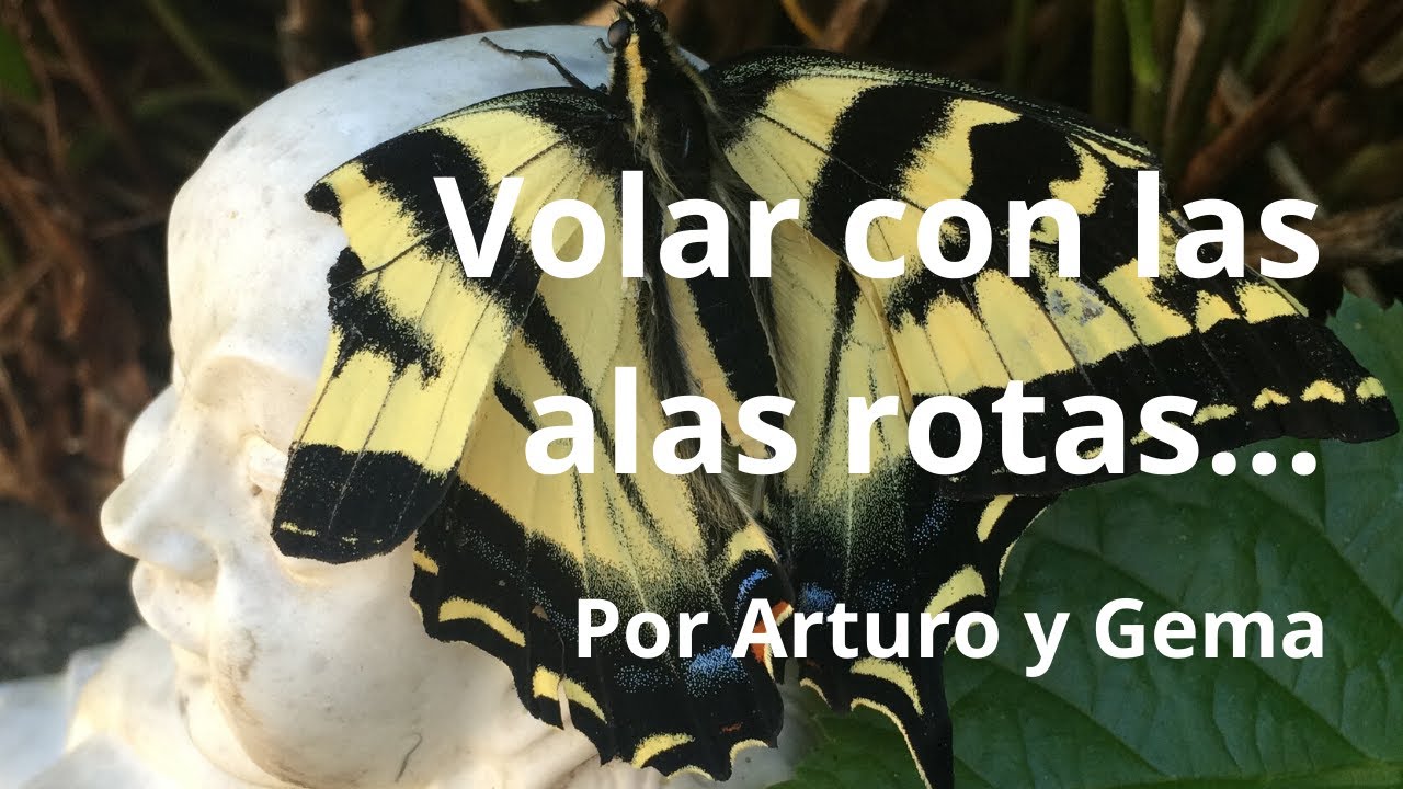 Volar con las alas rotas - YouTube