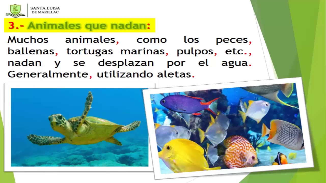 LOCOMOCIÓN DE LOS ANIMALES - YouTube