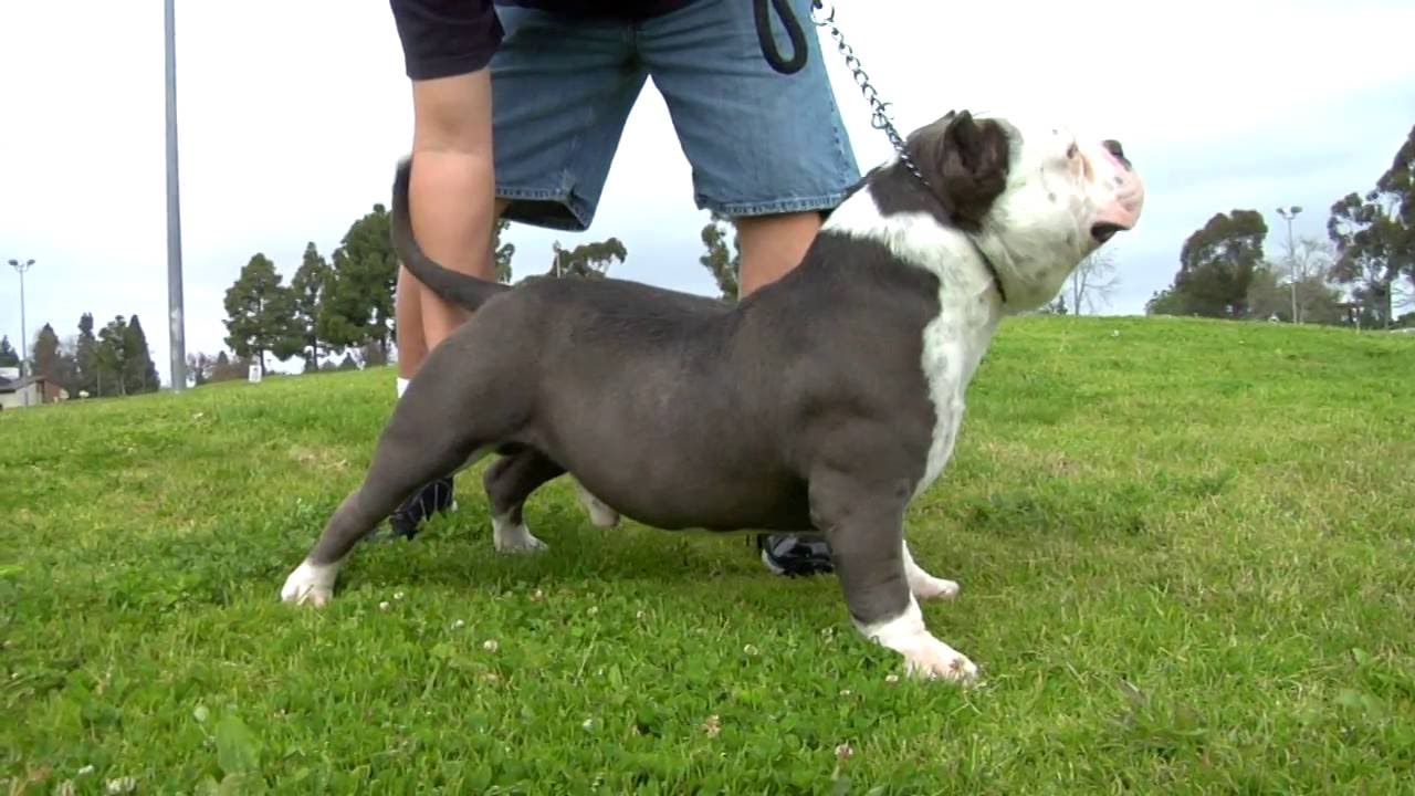 AMERICAN BULLY - GOLDEN LEGEND - YouTube