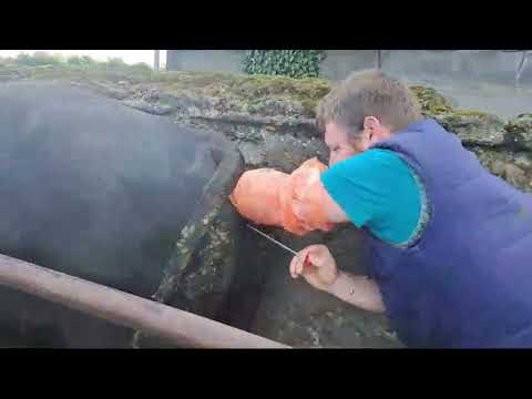 THE IRISH INSEMINATOR (50-60 cows daily)