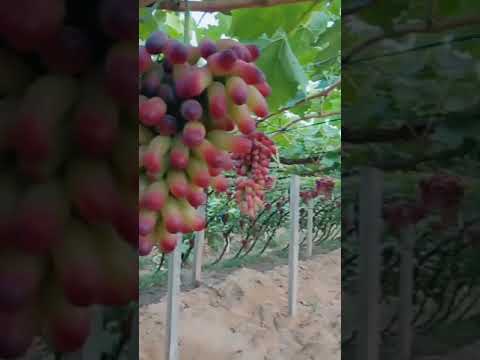 fresh 🍇 Grapes fruits 4k HD full-screen nature whatsapp status #naturevideo #reels #status #shorts