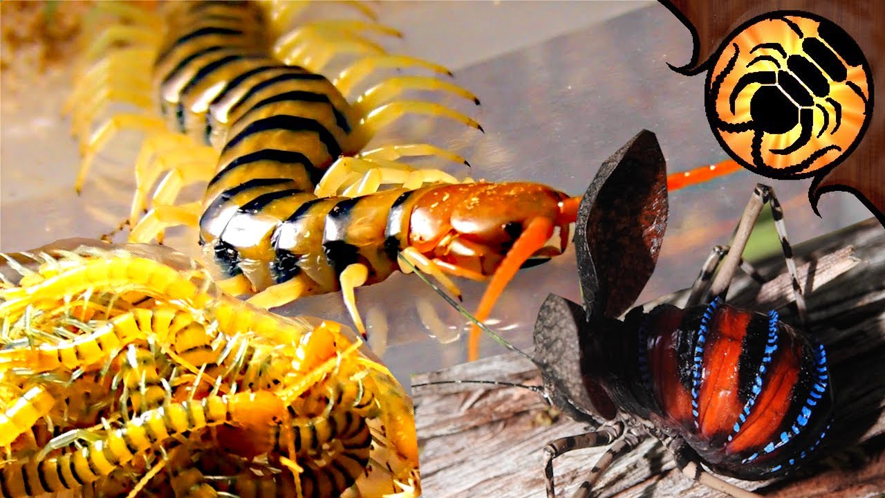 MORE baby centipedes + NEW pet Katydids! Scolopendra morsitans and ...