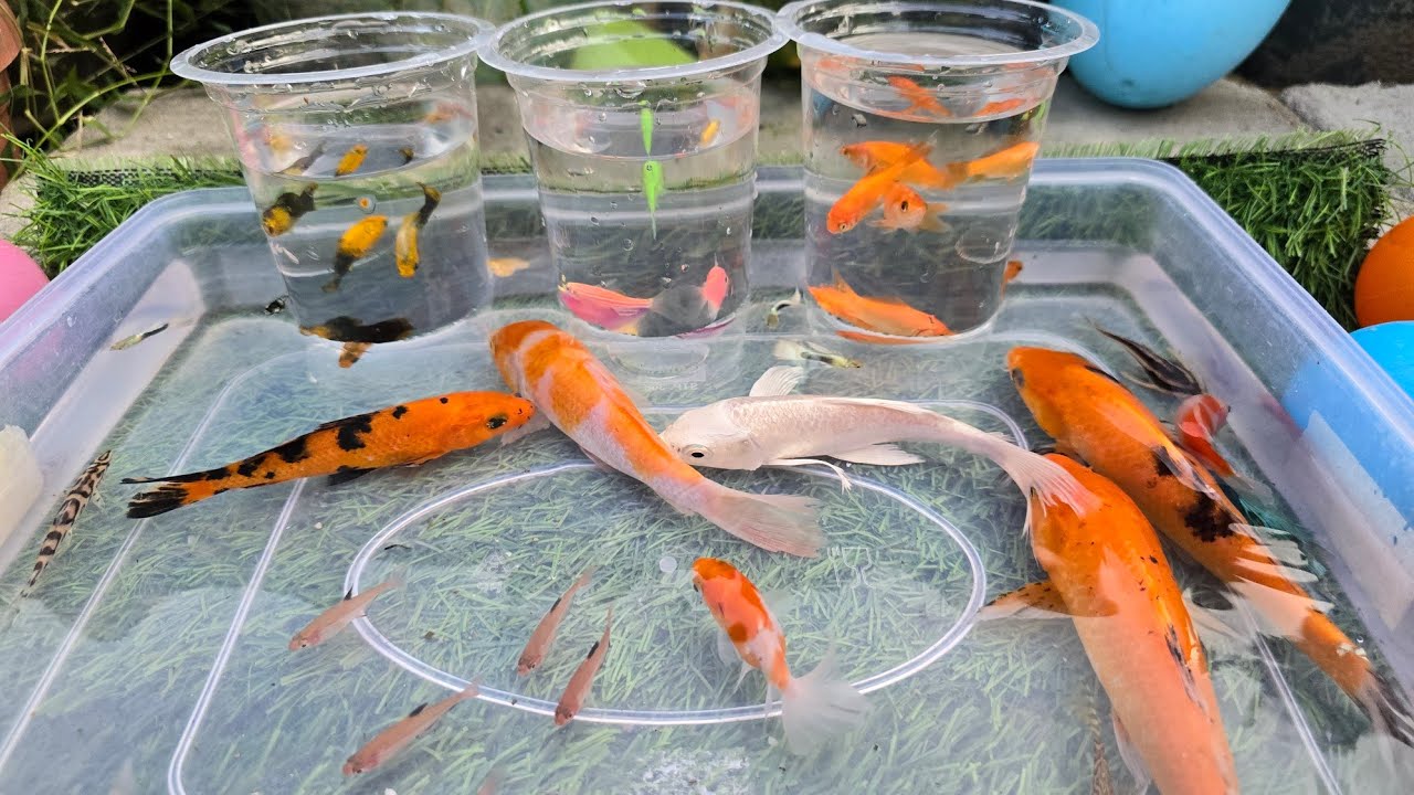 Unboxing Ikan Cupang, Ikan Molly Balon, Ikan Hias, Ikan Lele, Guppy ...