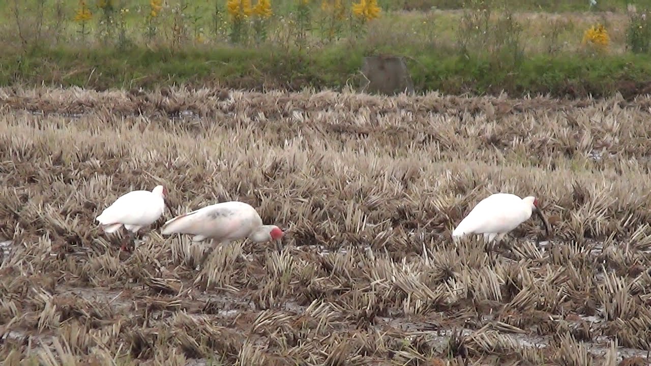 Japanese Crested Ibis in autumn rice field - YouTube