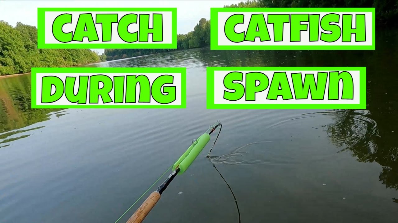 Catching A LOT of Catfish During the Spawn - YouTube