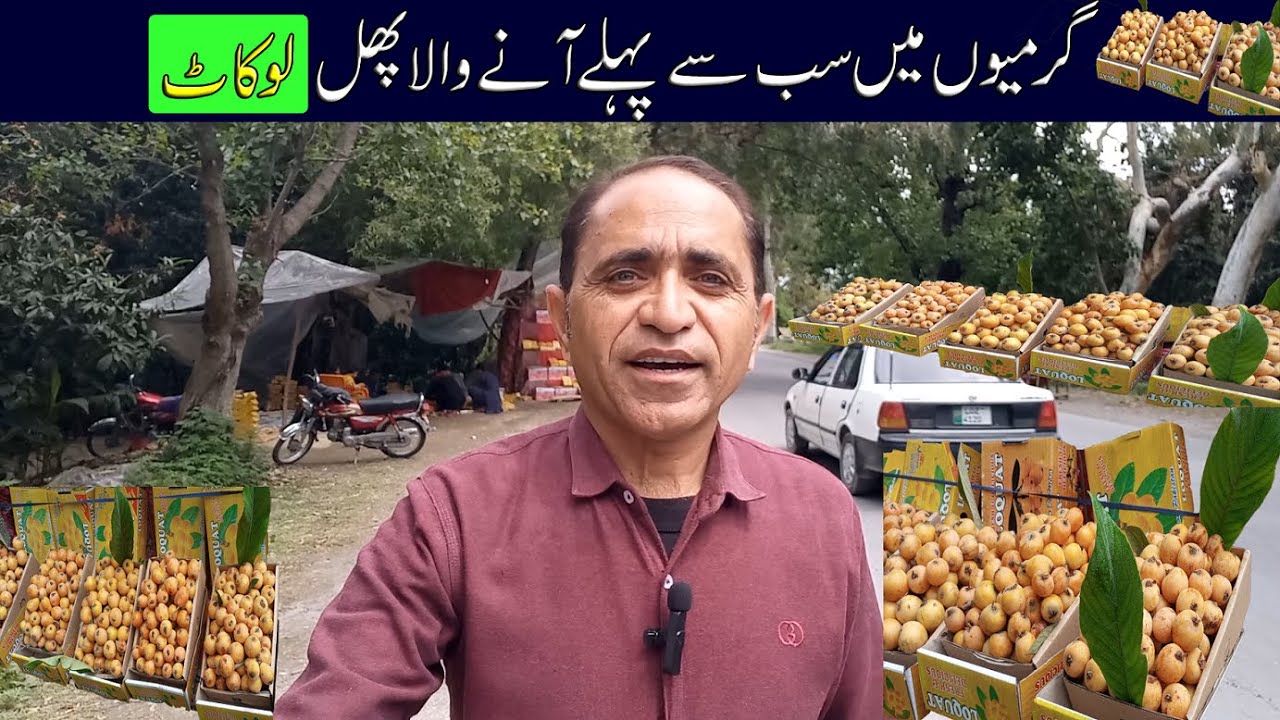 LOQUATS ! Loquat Fruit Benefits ! Visit Loquat's Farms ! Haripur Ki ...